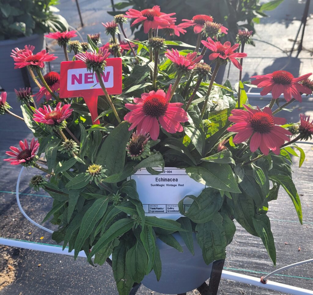 Some resent impressions from Bull Plant Genetics - Sven Magnussen