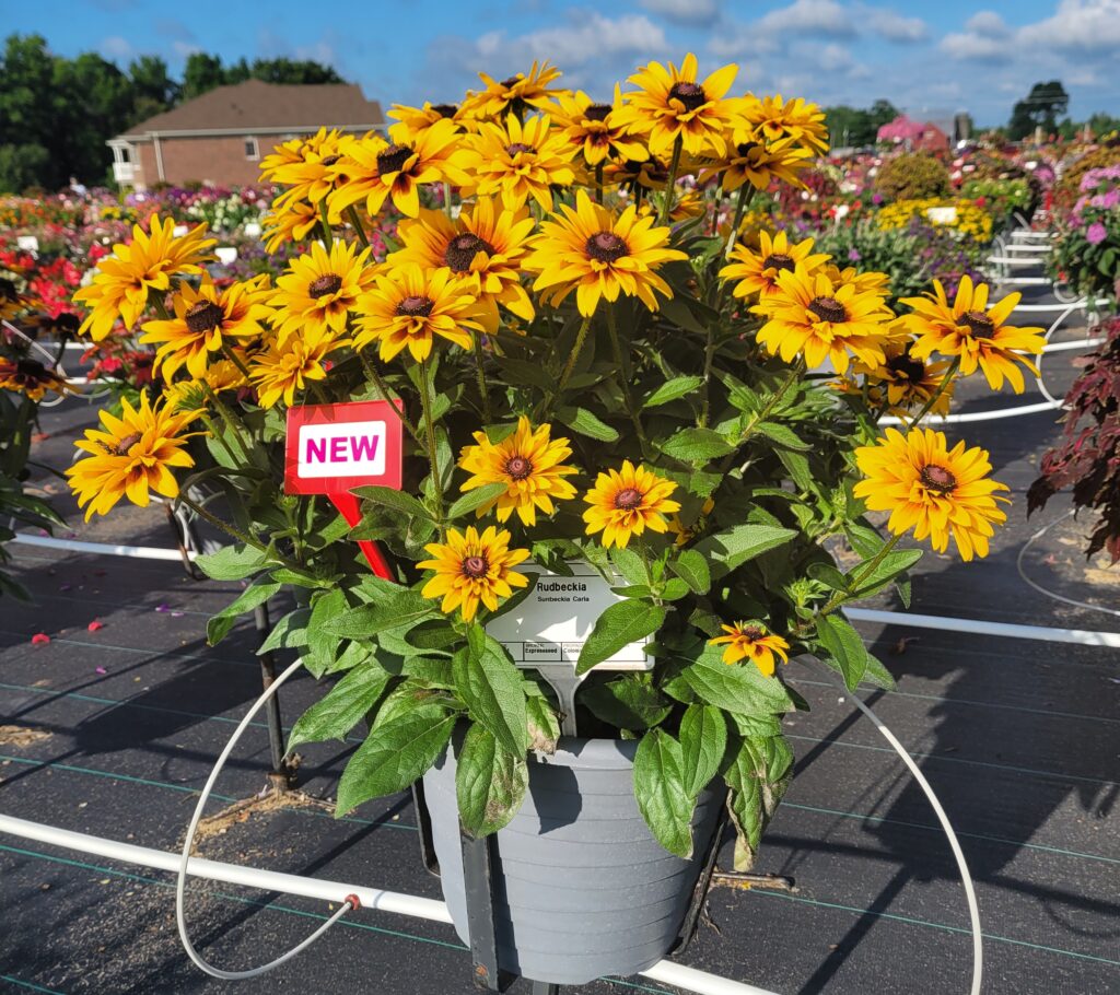 Some resent impressions from Bull Plant Genetics - Sven Magnussen